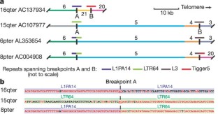 Human subtelomeres are hot spots of interchromosomal recombination and ...