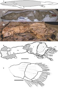 The pelvic fin and girdle of Panderichthys and the origin of tetrapod ...