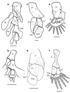 The pelvic fin and girdle of Panderichthys and the origin of tetrapod ...