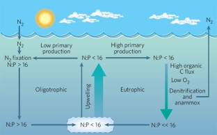 Marine microorganisms and global nutrient cycles | Nature