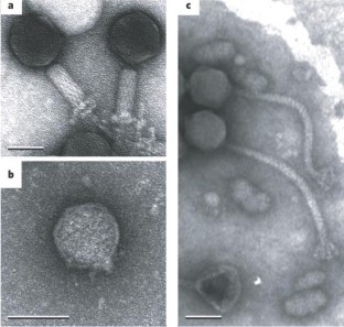 Viruses in the sea | Nature