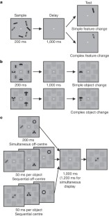 Dissociable neural mechanisms supporting visual short-term memory for objects | Nature