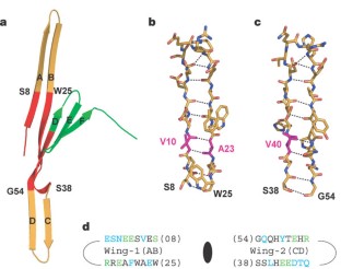 Palindromic assembly of the giant muscle protein titin in the ...