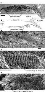 Lamprey-like gills in a gnathostome-related Devonian jawless vertebrate ...