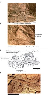 Lamprey-like gills in a gnathostome-related Devonian jawless vertebrate ...