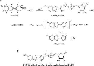 Structural basis for the spectral difference in luciferase ...