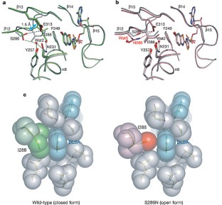 Structural basis for the spectral difference in luciferase ...
