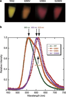 Structural basis for the spectral difference in luciferase ...