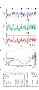 A mutation in Orai1 causes immune deficiency by abrogating CRAC channel ...
