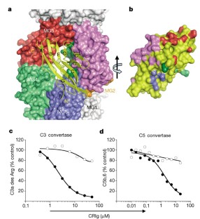 Structure of C3b in complex with CRIg gives insights into regulation of ...