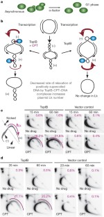 Antitumour drugs impede DNA uncoiling by topoisomerase I | Nature