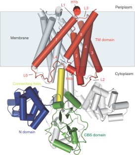Crystal structure of the MgtE Mg 2+ transporter | Nature