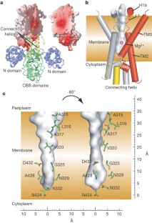 Crystal structure of the MgtE Mg 2+ transporter | Nature