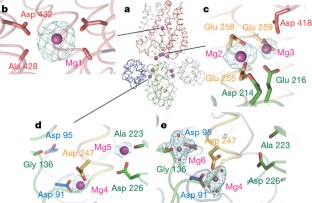 Crystal structure of the MgtE Mg 2+ transporter | Nature