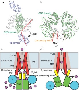 Crystal structure of the MgtE Mg 2+ transporter | Nature