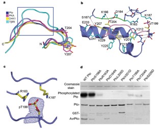 The structural basis for activation of plant immunity by bacterial ...