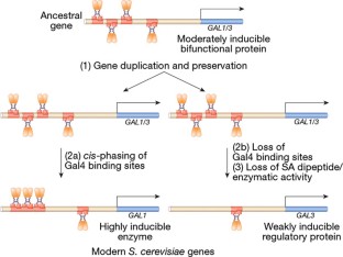 Gene duplication and the adaptive evolution of a classic genetic switch ...
