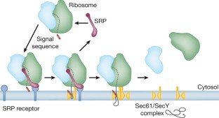 Protein translocation across the eukaryotic endoplasmic reticulum and ...