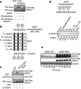 SCF β-TRCP controls oncogenic transformation and neural differentiation ...