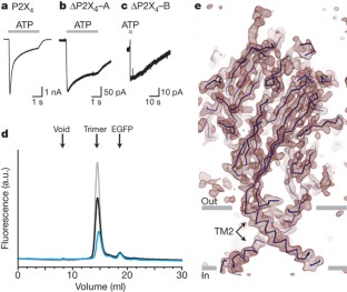 Crystal structure of the ATP-gated P2X 4 ion channel in the closed ...
