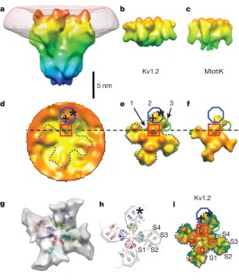 Structure of the BK potassium channel in a lipid membrane from electron ...