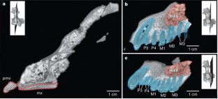 New Oligocene primate from Saudi Arabia and the divergence of apes and ...