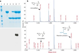 Diphthamide biosynthesis requires an organic radical generated by an ...