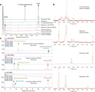 Diphthamide biosynthesis requires an organic radical generated by an ...