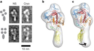 The structural basis for membrane binding and pore formation by ...