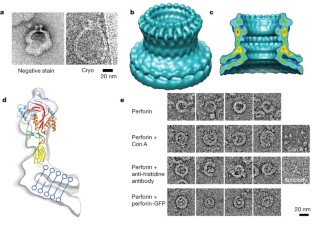 The structural basis for membrane binding and pore formation by ...