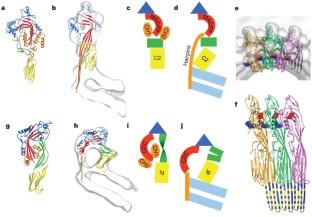The structural basis for membrane binding and pore formation by ...