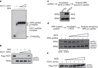 TERRA and hnRNPA1 orchestrate an RPA-to-POT1 switch on telomeric single ...