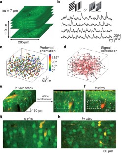 Functional specificity of local synaptic connections in neocortical ...