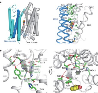 Structure and mechanism of the uracil transporter UraA | Nature