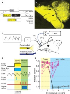 Perception of sniff phase in mouse olfaction | Nature