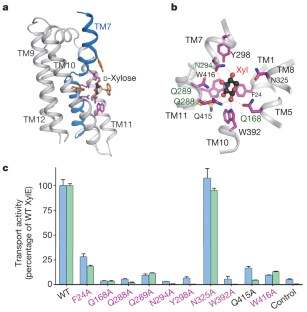 Crystal structure of a bacterial homologue of glucose transporters ...