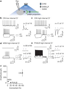 Ventral tegmental area GABA projections pause accumbal cholinergic ...