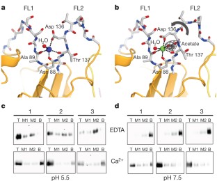 Functional and evolutionary insight from the crystal structure of ...