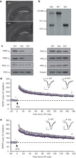 PKM-ζ is not required for hippocampal synaptic plasticity, learning and ...