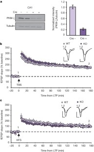 PKM-ζ is not required for hippocampal synaptic plasticity, learning and ...