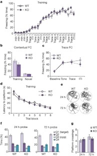 PKM-ζ is not required for hippocampal synaptic plasticity, learning and ...