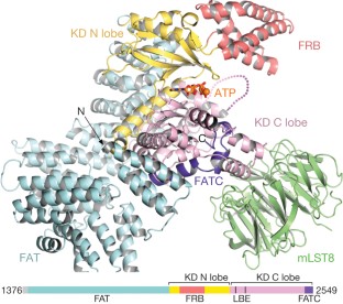 mTOR kinase structure, mechanism and regulation | Nature