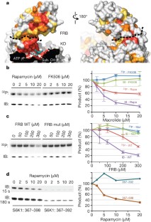 mTOR kinase structure, mechanism and regulation | Nature
