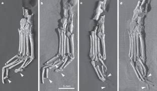 The oldest known primate skeleton and early haplorhine evolution | Nature