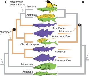 A Silurian placoderm with osteichthyan-like marginal jaw bones | Nature