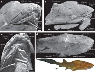 A Silurian placoderm with osteichthyan-like marginal jaw bones | Nature