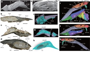 A Silurian placoderm with osteichthyan-like marginal jaw bones | Nature