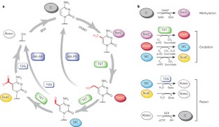 TET enzymes, TDG and the dynamics of DNA demethylation | Nature