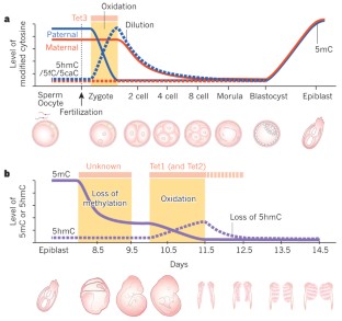 TET enzymes, TDG and the dynamics of DNA demethylation | Nature