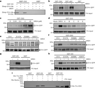 DWARF 53 acts as a repressor of strigolactone signalling in rice | Nature